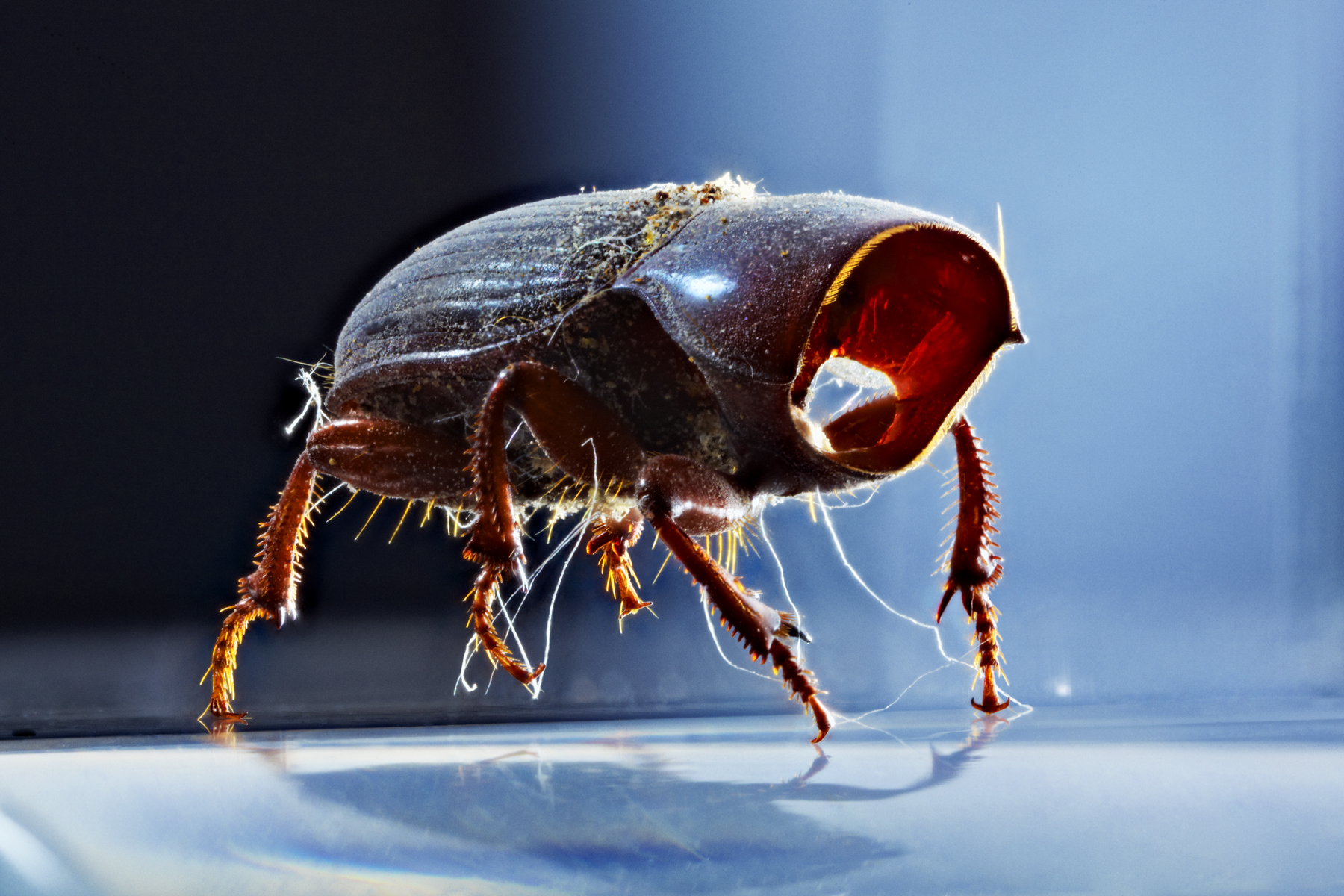 Photos of Small Grotesque Things (Bugs) | Happy Artists