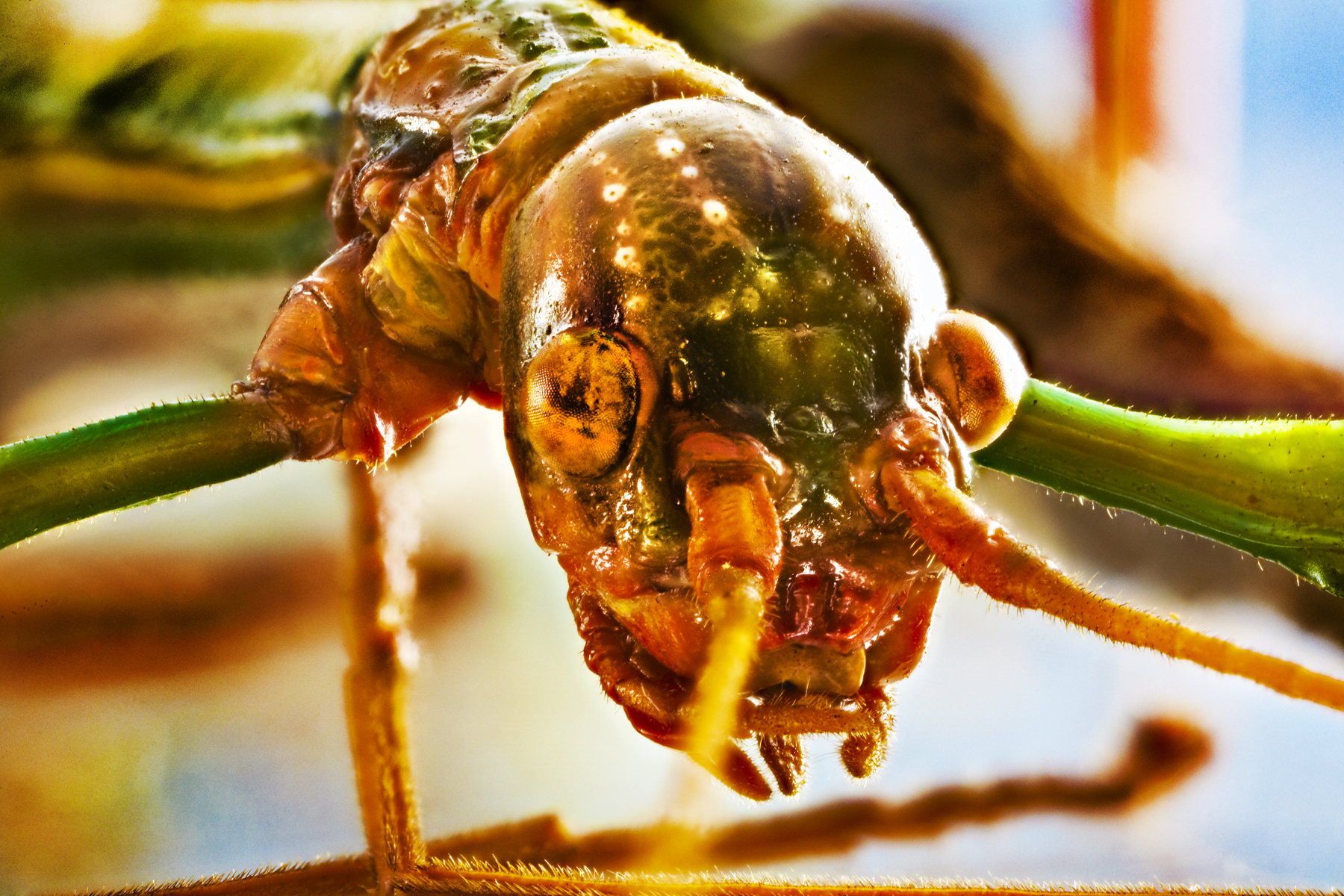 Photos of Small Grotesque Things (Bugs) | Happy Artists