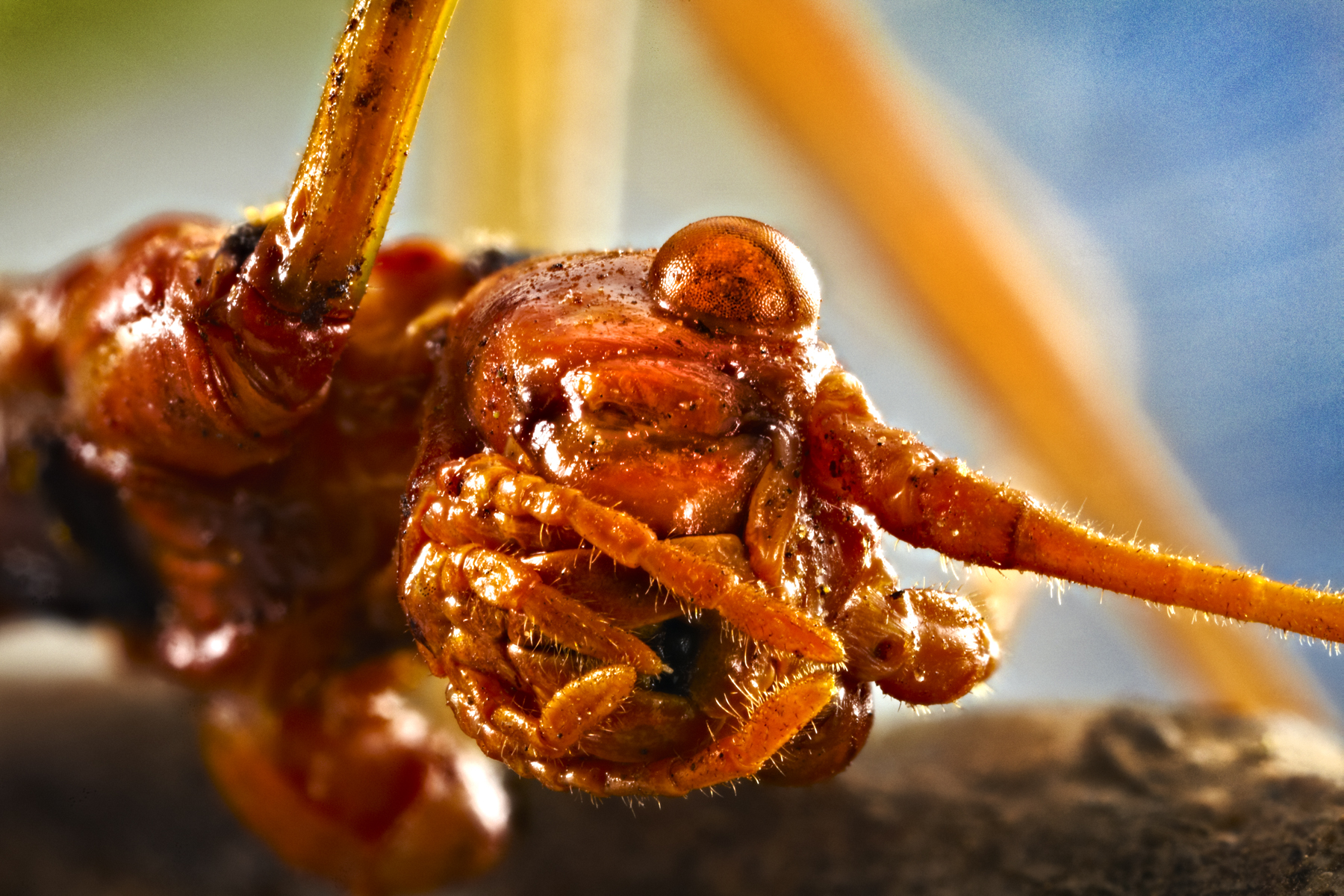 Photos of Small Grotesque Things (Bugs) | Happy Artists